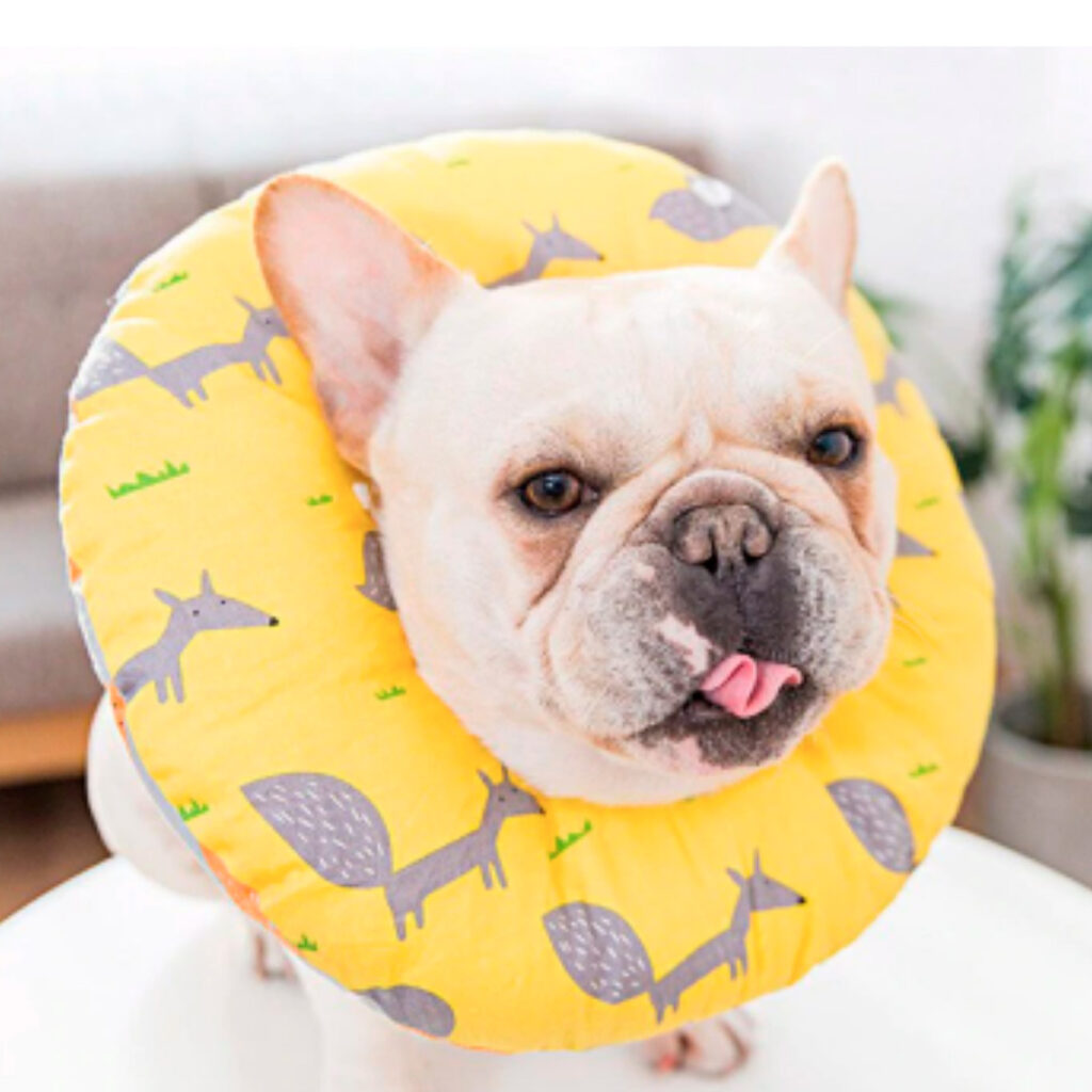 Collar Isabelino Tipo Almohada - Clinica Veterinaria El Country